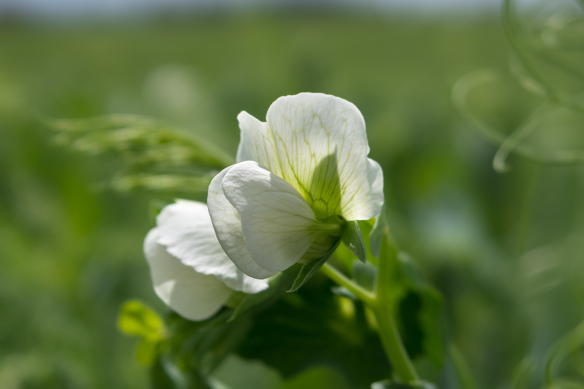 FRANCE: List of Non-Attractive Crops for Pollinators Partially ...